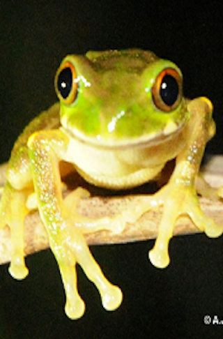 WCS One World One Health website- Training