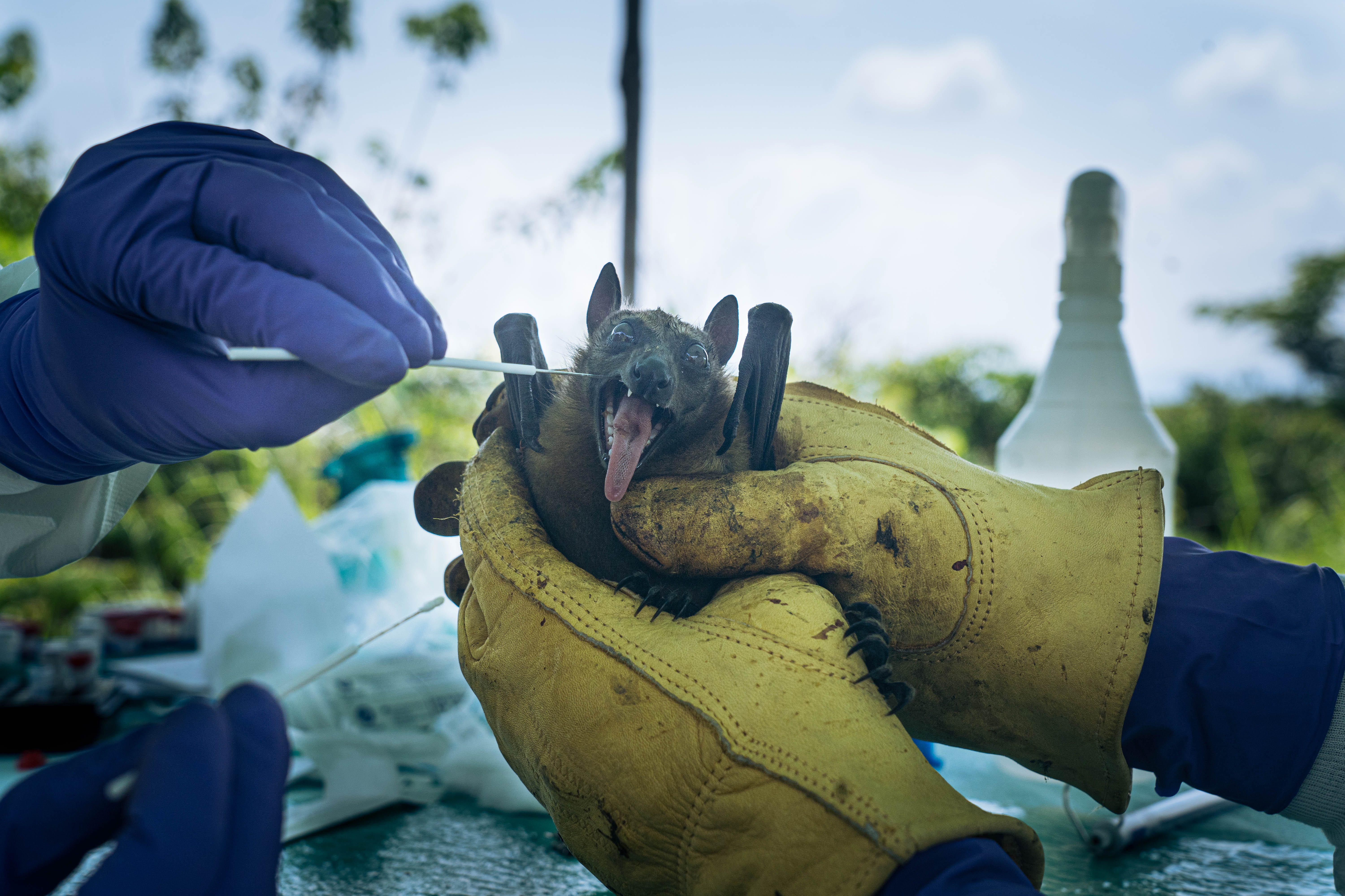 Fruit Bat Gets a Check-up in the Republic of Congo > One World - One Health