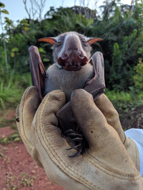 Benefits of Bats > One World - One Health
